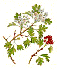 Hawthorn - Green Timbers Heritage Society