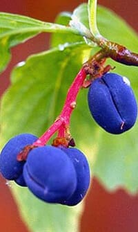 Indian Plum - Green Timbers Heritage Society